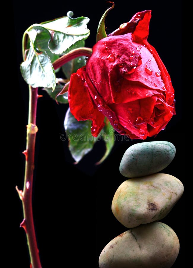 Rose spa stock image. Image of flower, rose, balance - 27806557