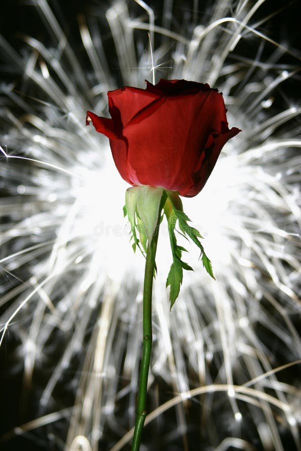 Rose sparkle stock photo. Image of sparke, july, sparking - 548320