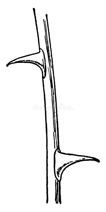 Rose Spines Vintage Illustration Stock Vector - Illustration of family ...