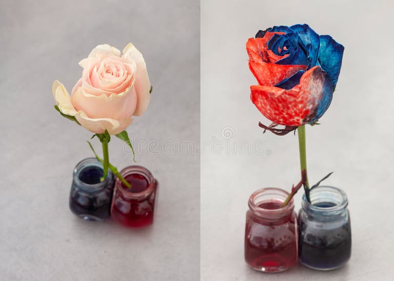 Put Food Coloring Stock Photos - Free & Royalty-Free Stock Photos from ...