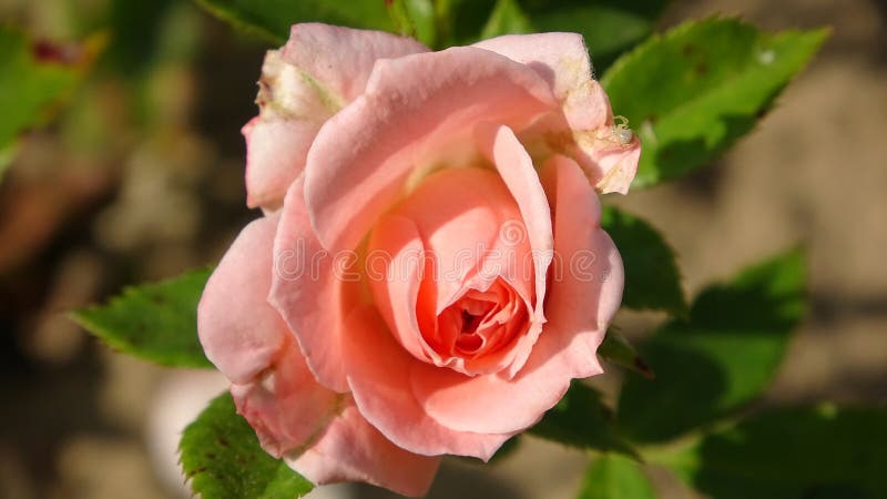 The Rose Spray Classic Lydia. Stock Photo - Image of beige, rose: 353795790