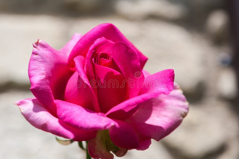 Rose in spring stock image. Image of flower, spring, nature - 68814557
