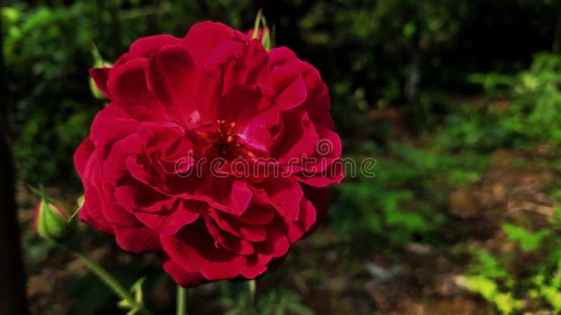Rose Spring Flower in Red Colour Stock Image - Image of rose, flower ...