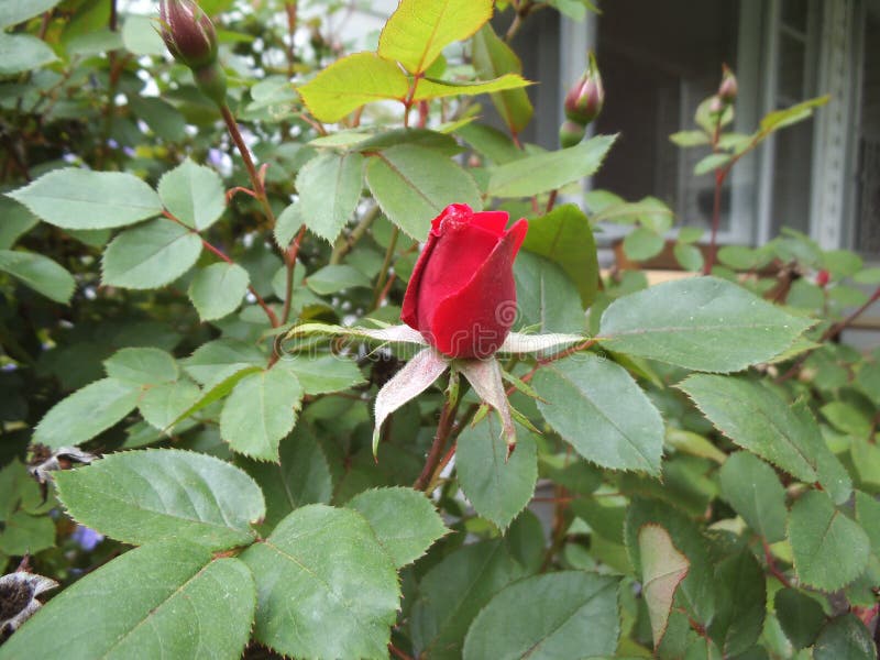 Rose stock image. Image of spring, ozarks, rose, knockout - 54652821