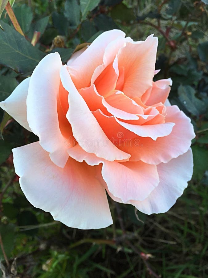 Rose in Spring season stock photo. Image of pink, australia - 101060680