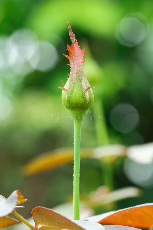 Rose sprout for pattern stock image. Image of bokeh, flora - 57835111