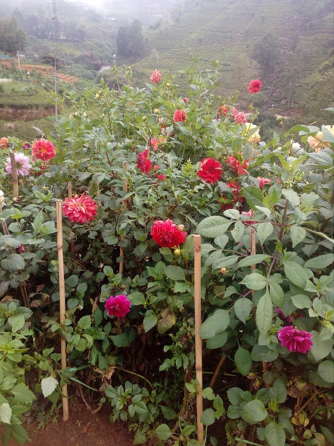 Rose sri lanka stock image. Image of land, roseflower - 119056551