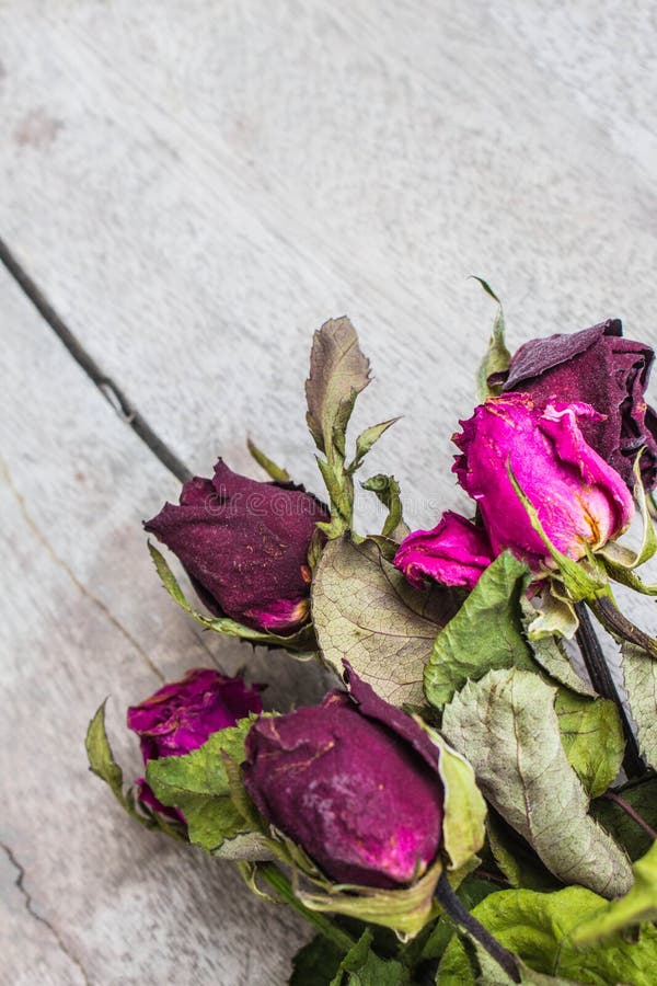 Rose stack of wood. stock photo. Image of floral, beautiful - 48686826
