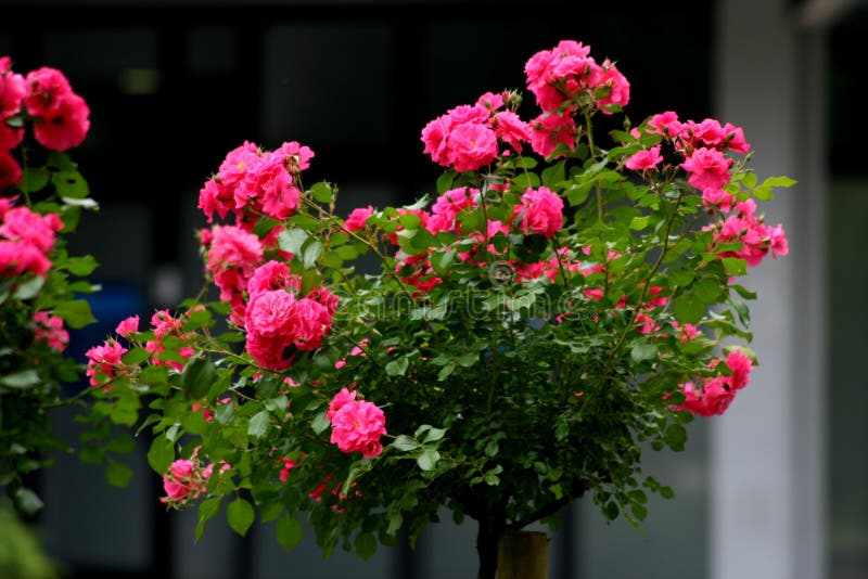 Rose on the stalk stock photo. Image of rose, leaf, green - 5394124