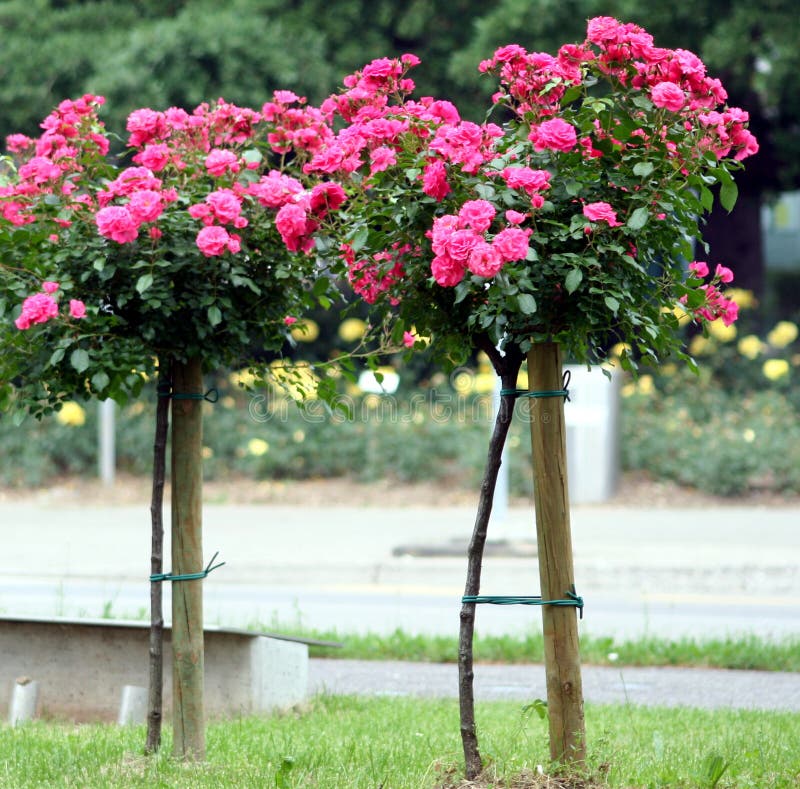 Rose on the stalk stock photo. Image of pink, green, botany - 5396976