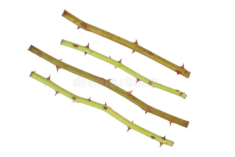 Dry Rose Stalk and Petals Scattered Around on a Wooden Background Stock ...