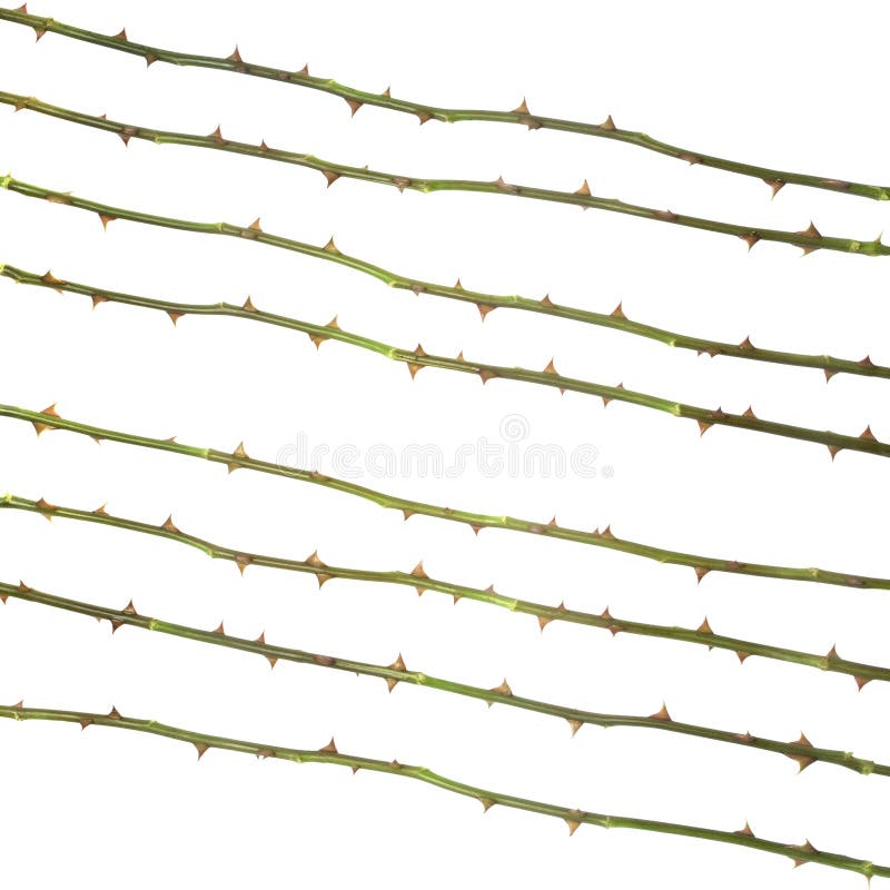 Rose stalks stock photo. Image of fence, close, spiny - 9159488