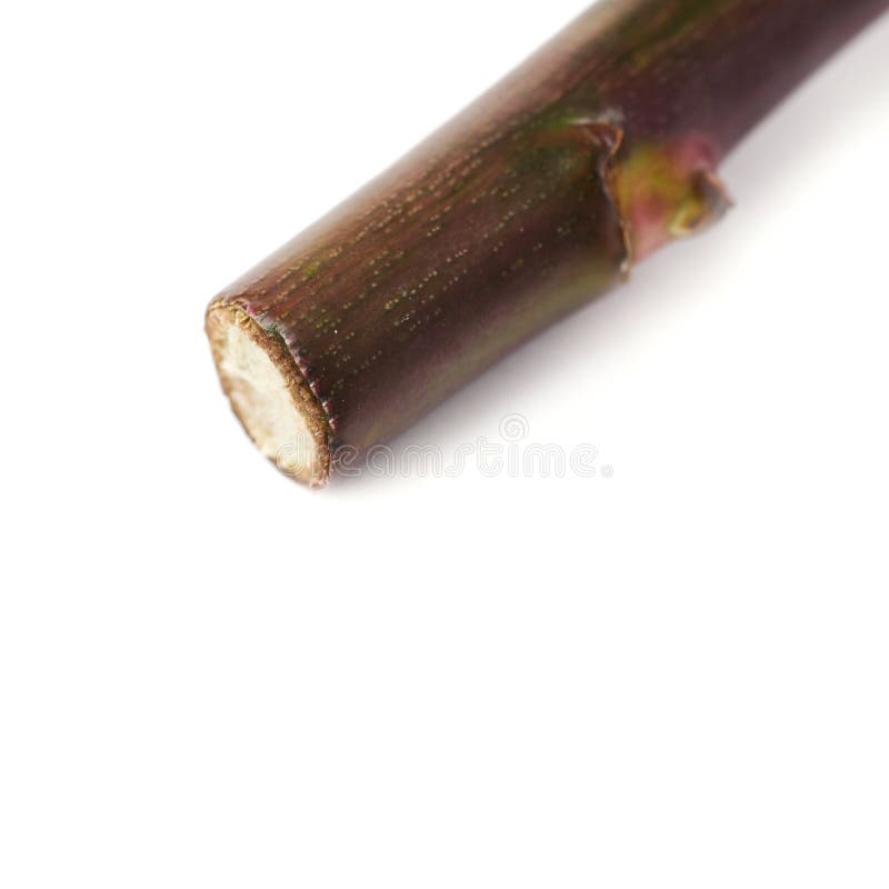 Rose Stem Isolated Over White Background Stock Image - Image of floral ...