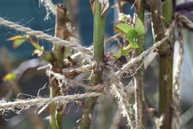Rose Stems Tied with Jute Thread Stock Photo - Image of close ...