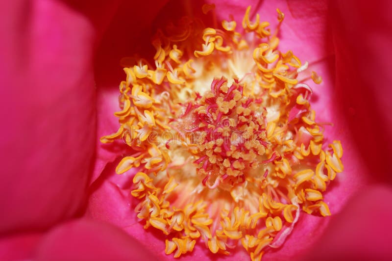 Rose stock image. Image of stigma, flower, blossom, rose - 80277195