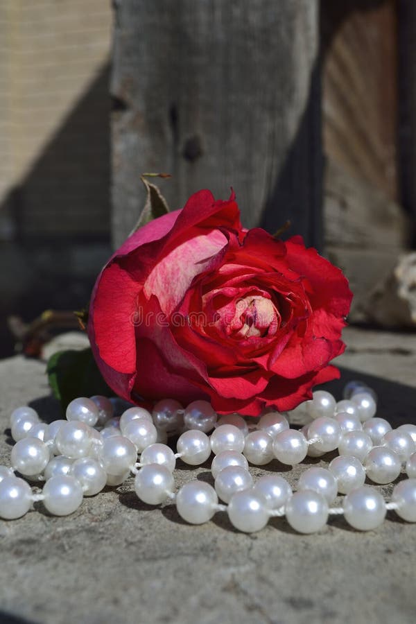 Rose on stone stock image. Image of close, postcard, petals - 68518781