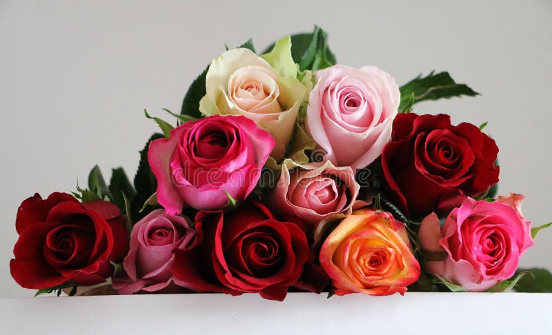 Rose in studio stock photo. Image of decoration, birthday - 96476086
