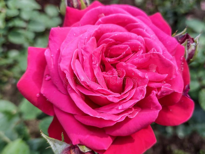 Rose in the Summer in Romania Stock Photo - Image of flora, nature ...