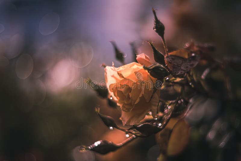 Rose in the sun stock photo. Image of bouquet, spring - 189265580