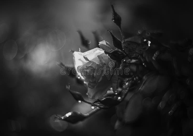 Rose in the sun stock photo. Image of flowers, flower - 189266144