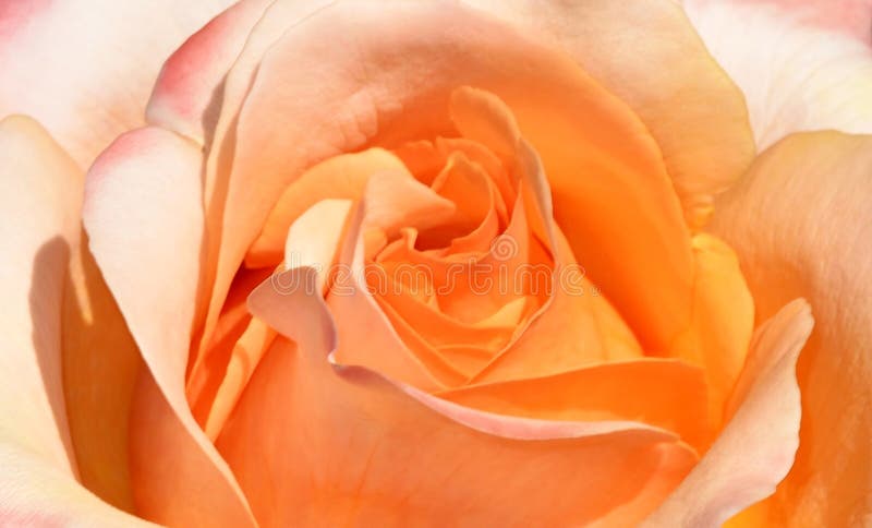 Rose in sunlight stock image. Image of beautiful, flora - 101041519
