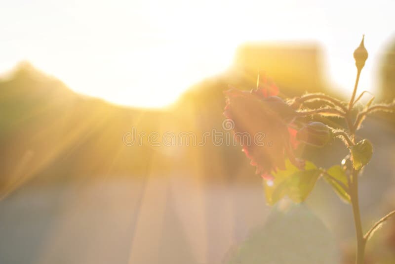 Rose in the sunlight stock photo. Image of natural, blooms - 94222002