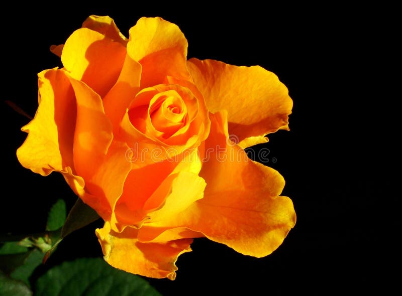 Rose in the Sunset stock photo. Image of flower, colours - 437108