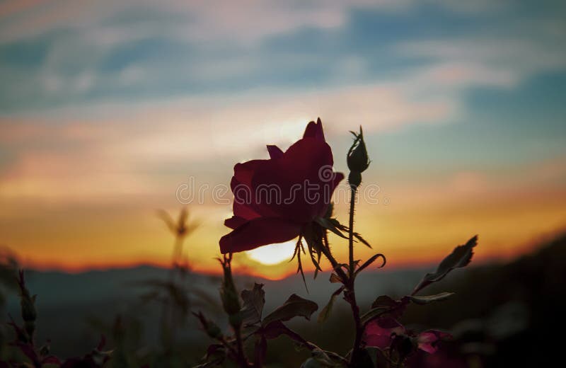 A rose at sunset stock photo. Image of sunset, petal - 260507242