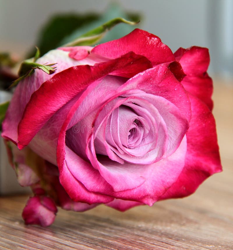 Rose Sur Fond De Bois Clair Fleur Rose Lumineuse Image stock - Image du ...
