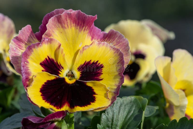 Rose surprise pansy flower stock image. Image of horticulture - 260678299