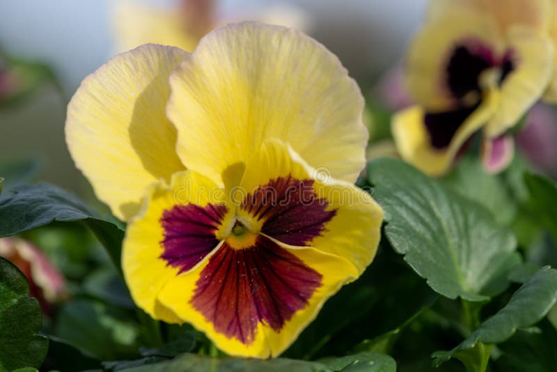 Rose surprise pansy flower stock photo. Image of botanical - 260678930