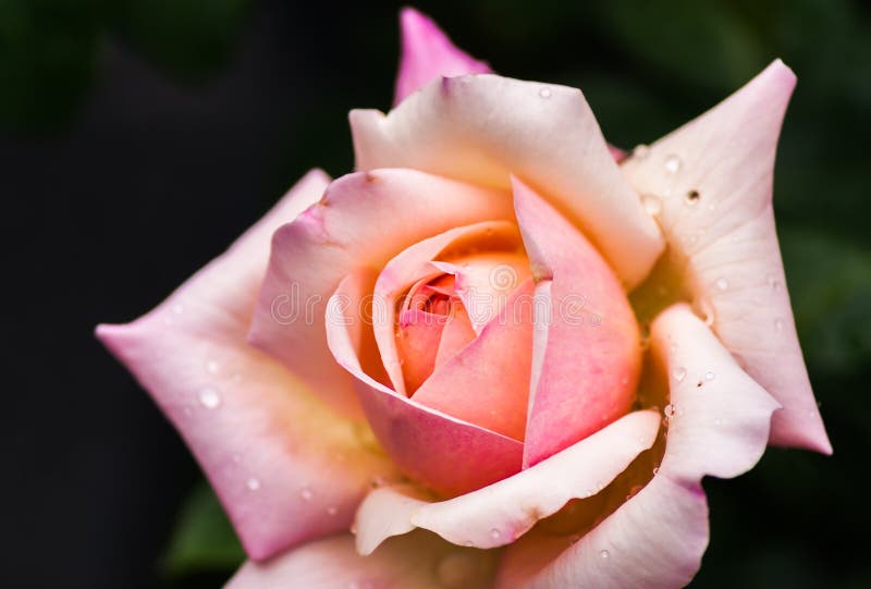 Rose in Sweet and Soft Color Flora at Garden Stock Photo - Image of ...