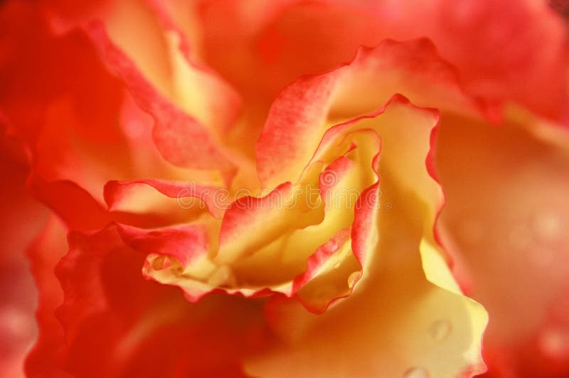 Rose swirl stock image. Image of flower, flowers, yellow - 3860981