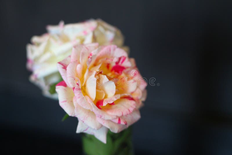 Rose swirl isolated 9601 c stock image. Image of flower - 185871831