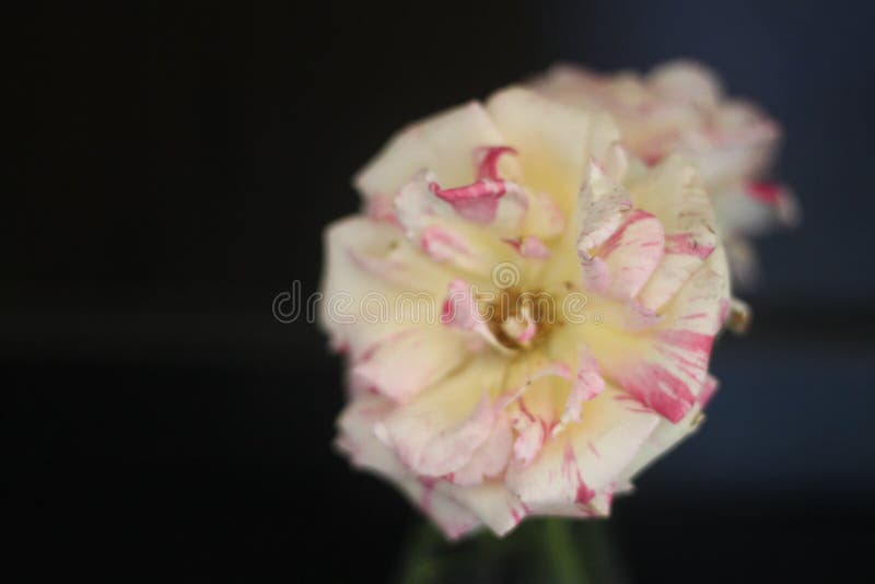 Rose swirl isolated 9695 stock photo. Image of delicate - 185871656