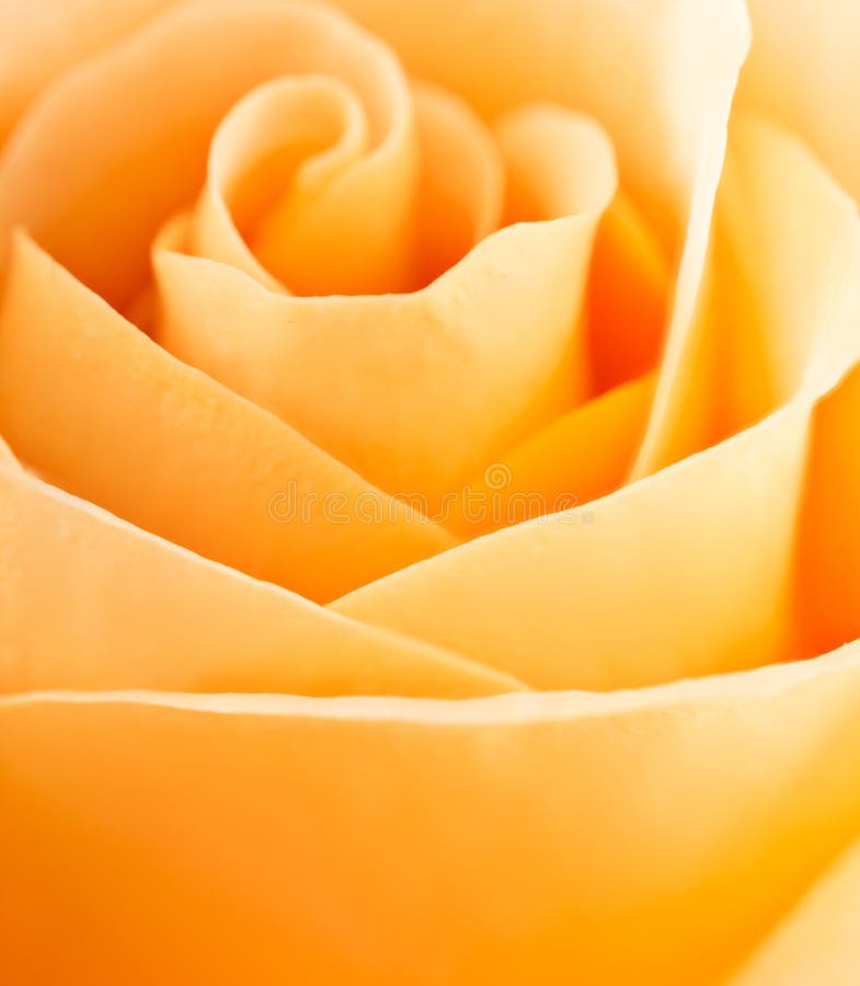 Rose Swirls Full Frame Close Up Stock Photo - Image of pink, rose: 50595556