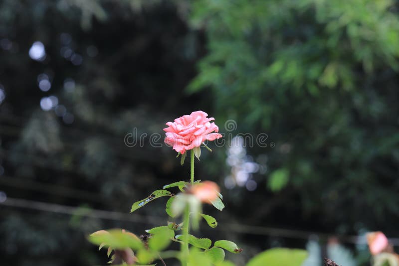 Rose is a Symbol of Love and Attraction. Stock Image - Image of nature ...