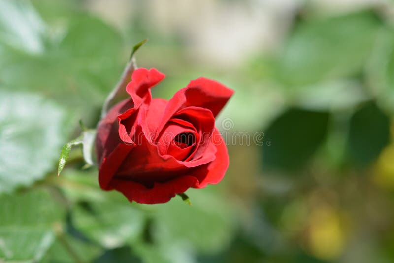 Rose Sympathie stock photo. Image of nature, spring - 137119172
