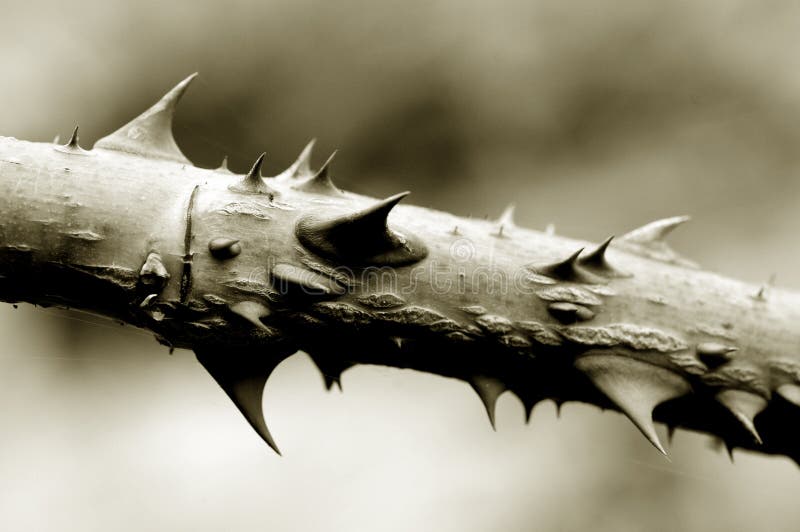 Rose taggar arkivfoto. Bild av himmel, grön, sticka, medf8ort - 5303010