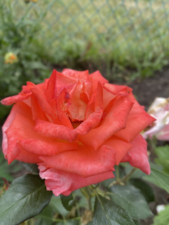 Rose stock photo. Image of tulip, flower, plant, petal - 274830236