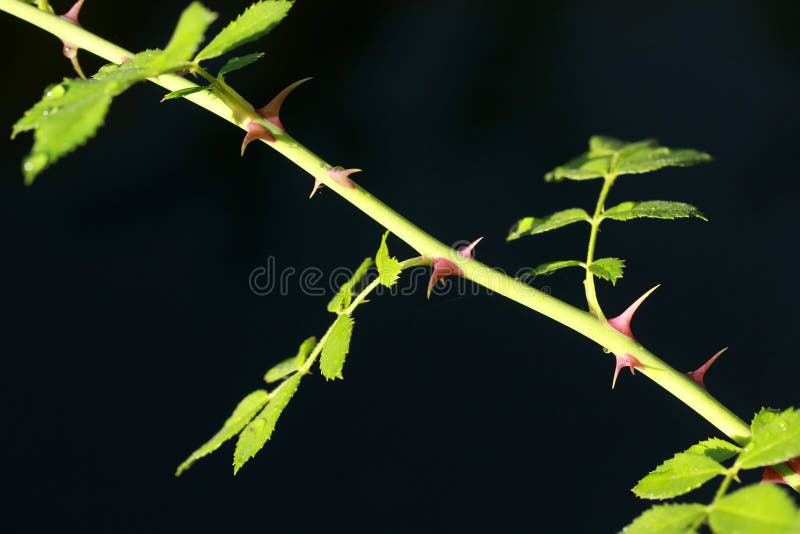 Rose thorn stock image. Image of bush, extreme, color - 189084077