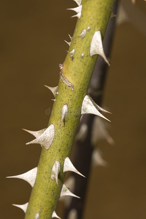 3,842 Rose Bush Thorns Stock Photos - Free & Royalty-Free Stock Photos ...