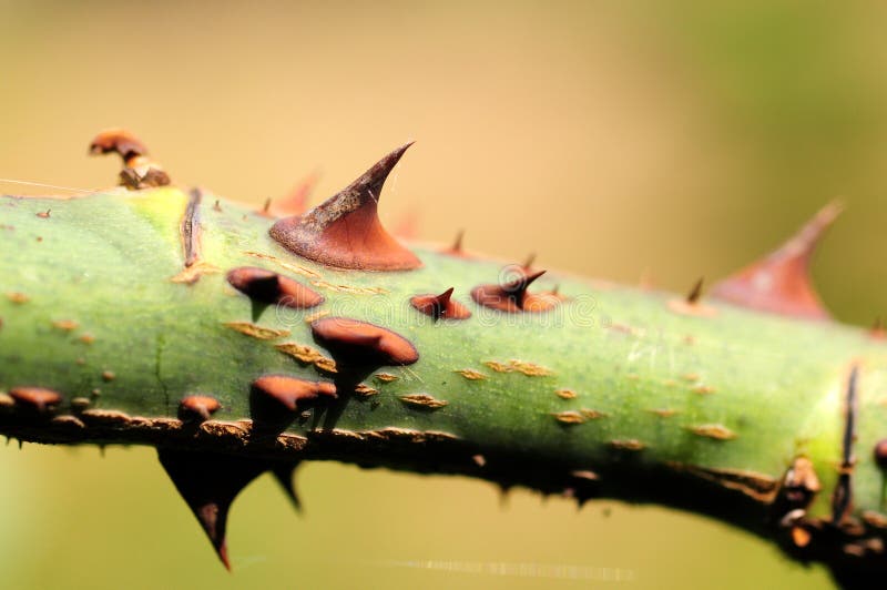 Rose Thorns stock image. Image of thorns, stick, blur - 5303081