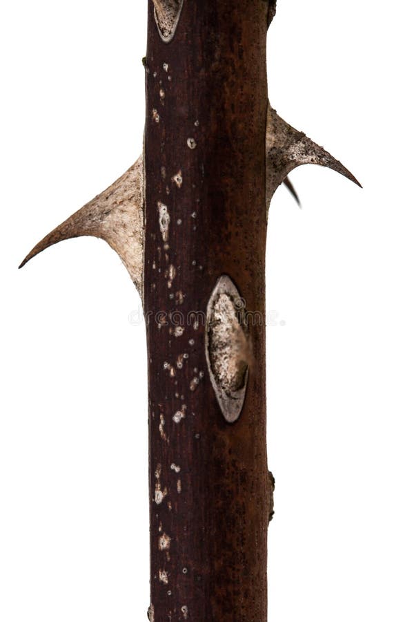 Rose thorns stock image. Image of rose, thorn, white - 111985175