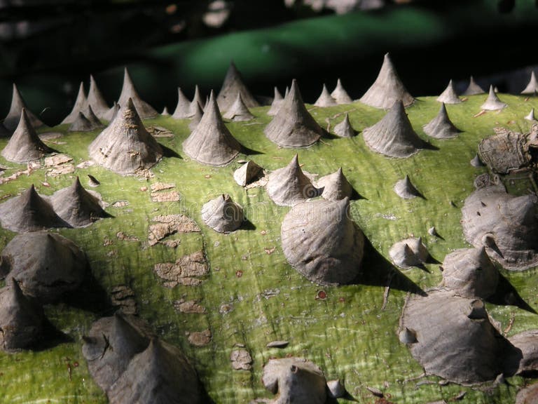 Thorned Rose Stock Photos - Free & Royalty-Free Stock Photos from ...