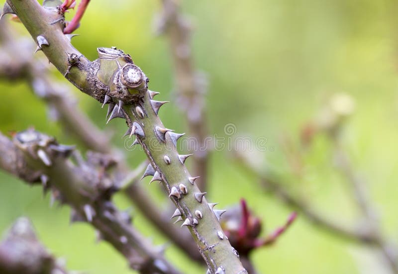 Rose thorns stock image. Image of gardening, prickle - 80340811