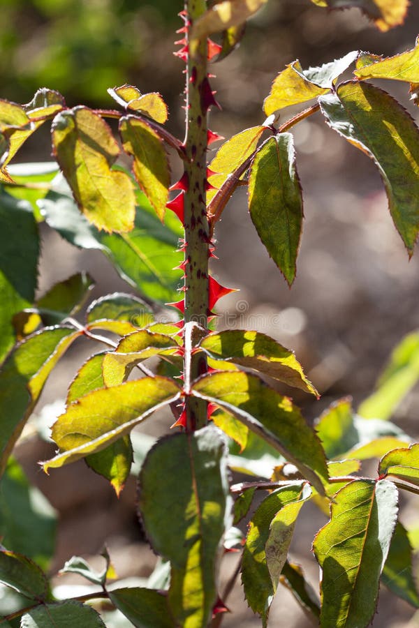Rose Thorns in the Plant in the Garden Stock Image - Image of floral ...