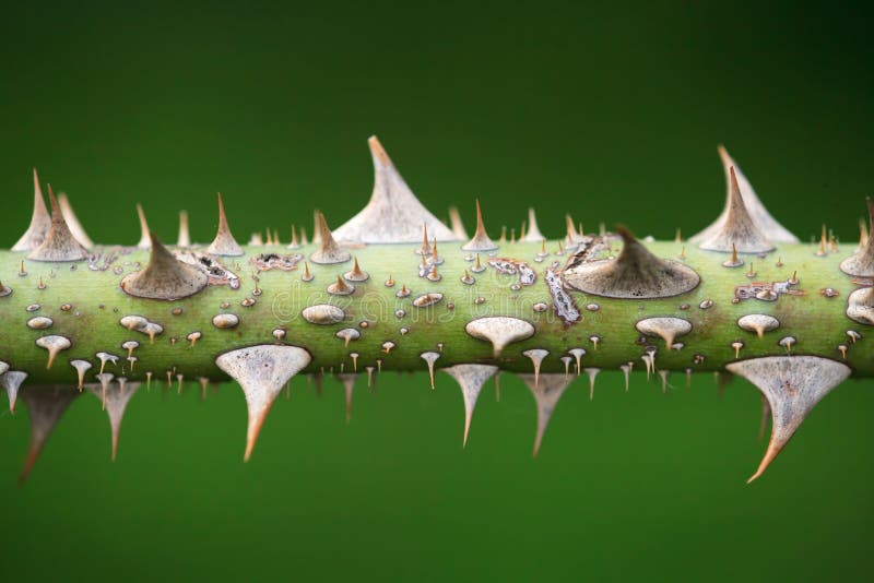 Rose thorns stock image. Image of close, rose, spike - 75329463