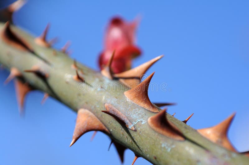 Rose thorny stem stock photo. Image of thorns, closeup - 29567414
