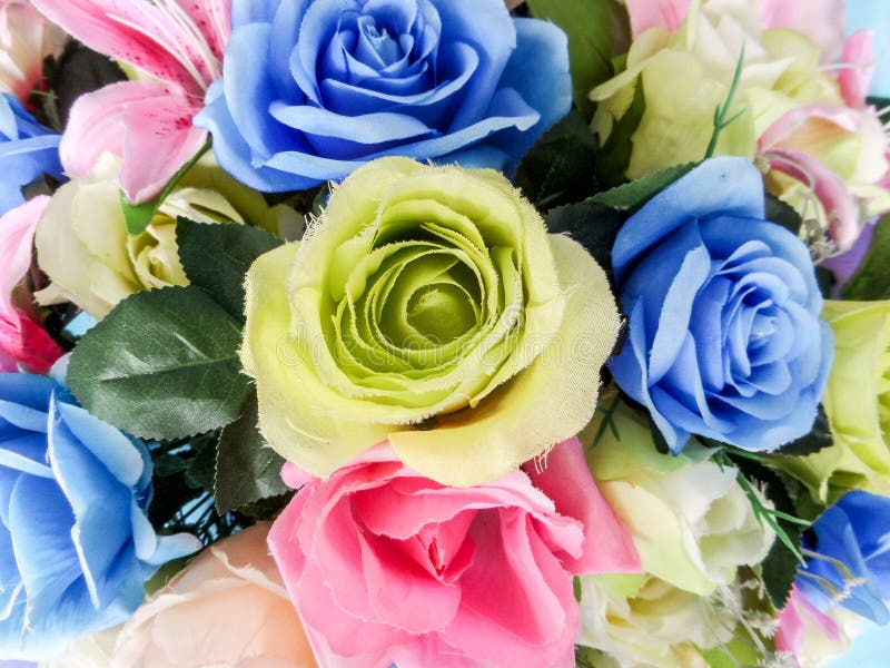 Rose three color stock photo. Image of bunch, botanic - 60364590